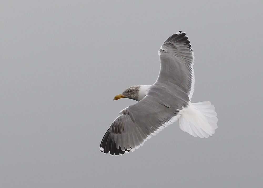 Details : Azores Gull - BirdGuides