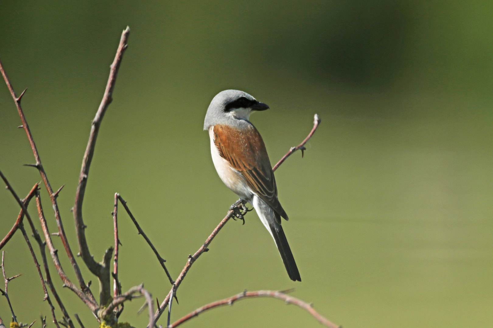 Red-backed Shrike by Jon Mercer - BirdGuides