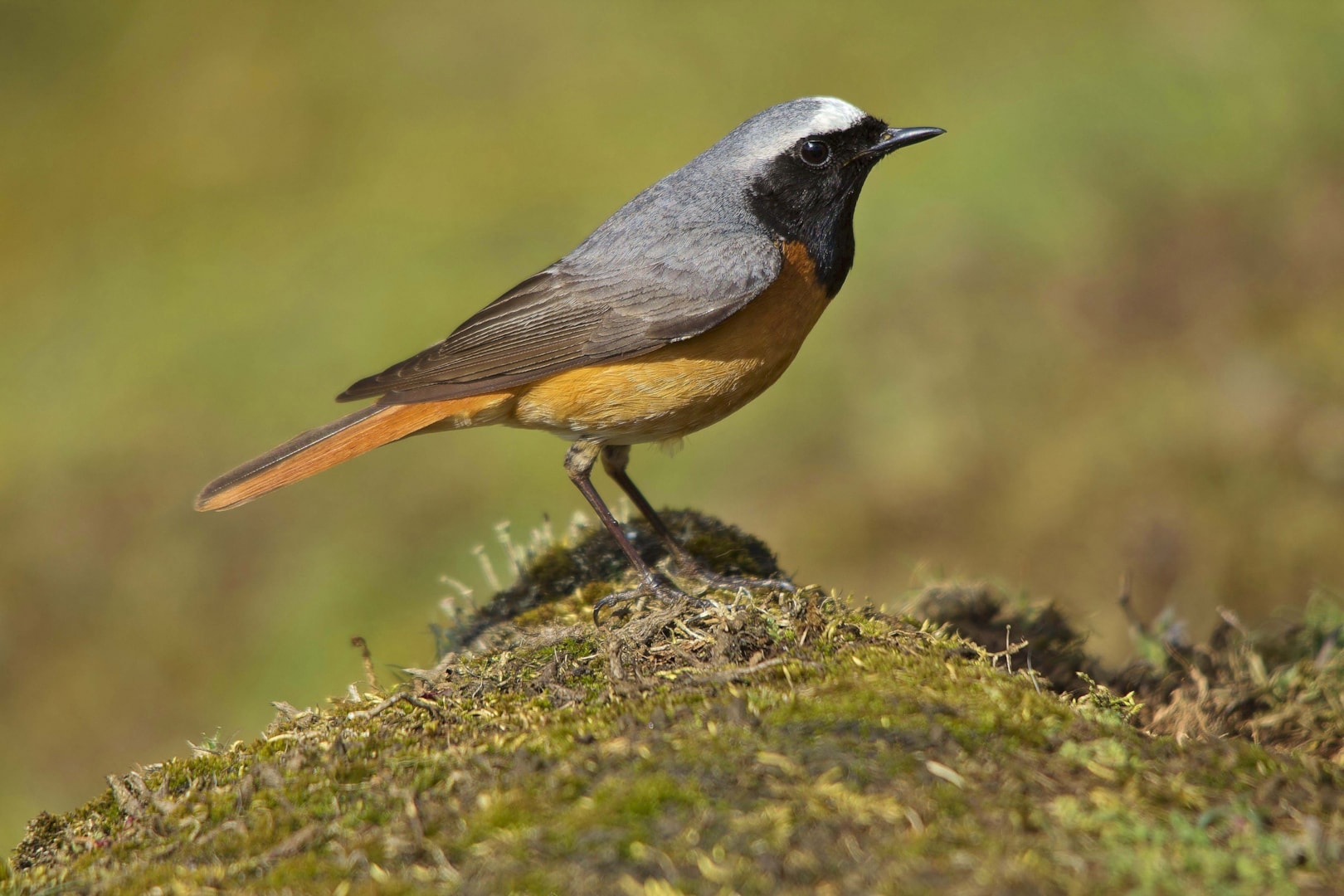 Common Redstart by Mr Clive Daelman - BirdGuides
