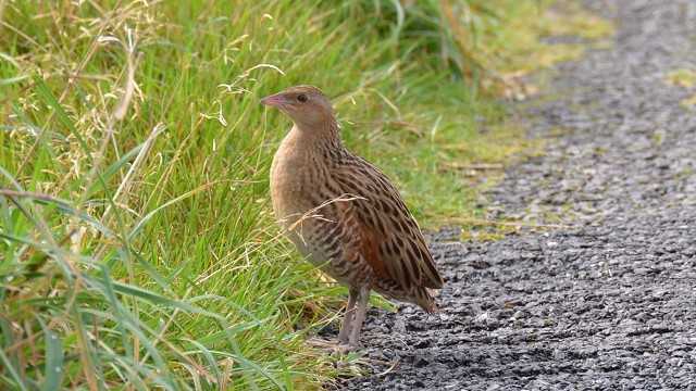 Details : Corncrake - BirdGuides
