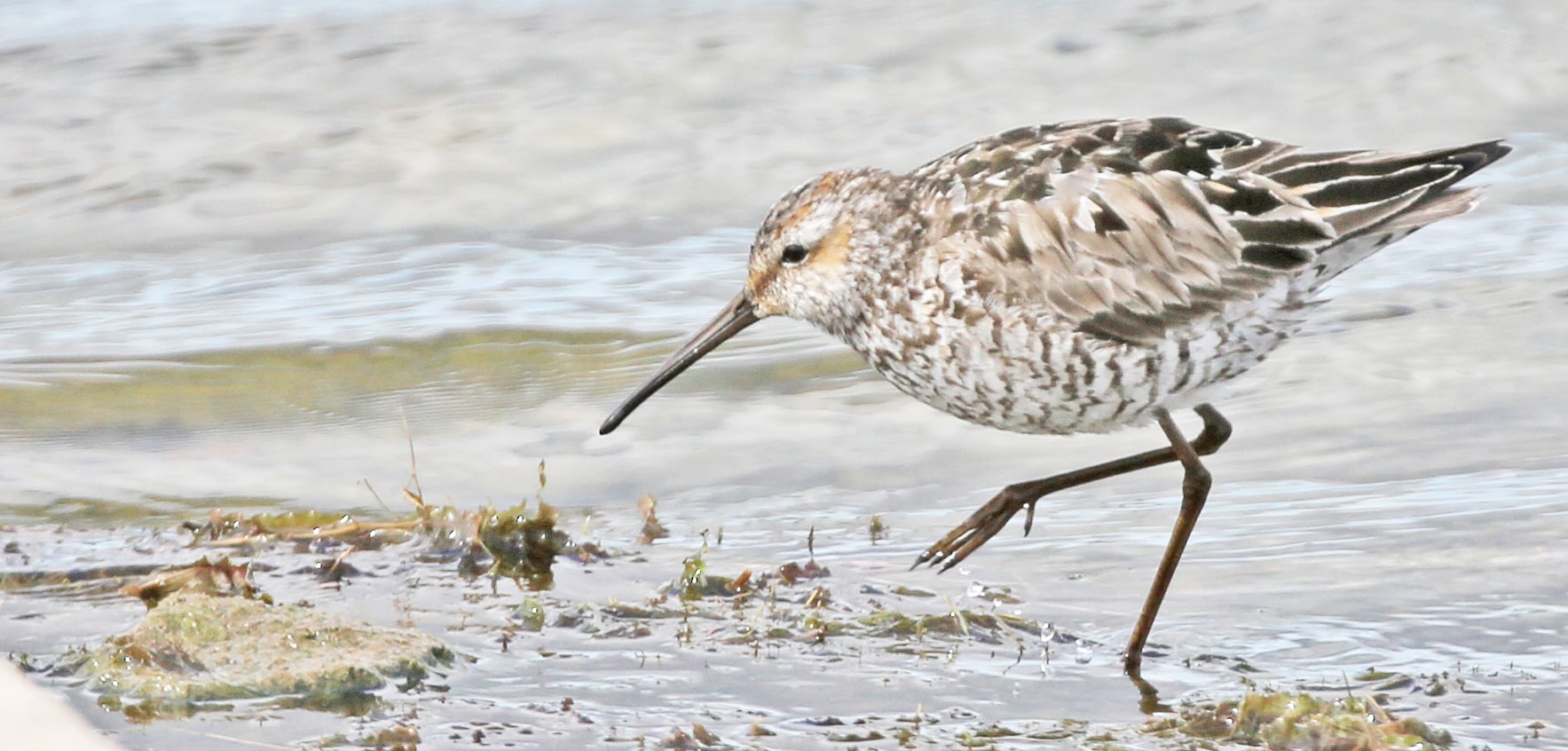 Stilt Sandpiper by Joe Jobling - BirdGuides