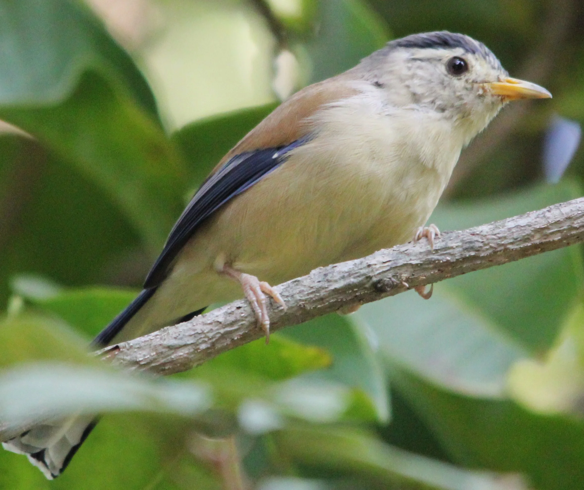 Details : Blue-winged Minla - BirdGuides