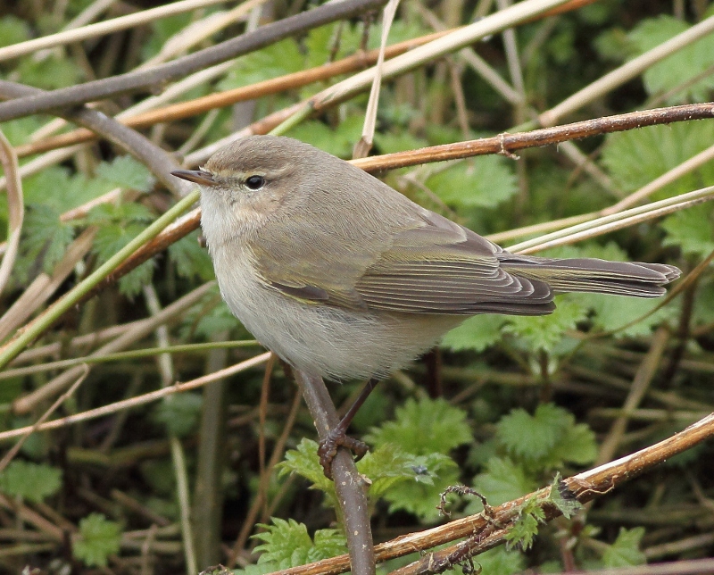 Details : Siberian Chiffchaff - BirdGuides