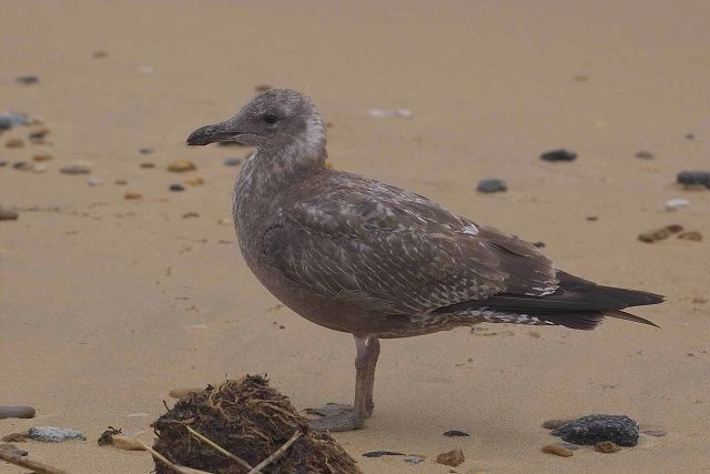 Details : American Herring Gull - BirdGuides