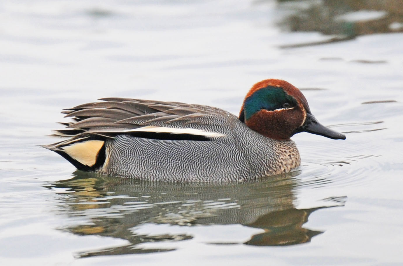 Details : Eurasian Teal - BirdGuides