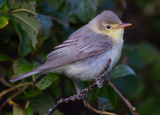 Icterine Warbler by Peter Garrity - BirdGuides