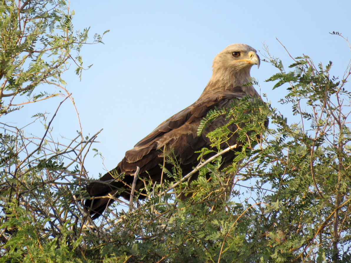 Степной Орел Ростовской Области Фото – Telegraph