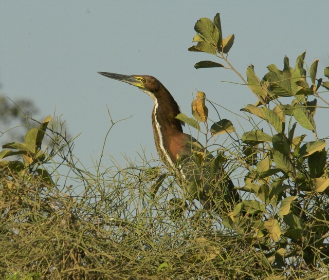 Details : Rufescent Tiger Heron - BirdGuides