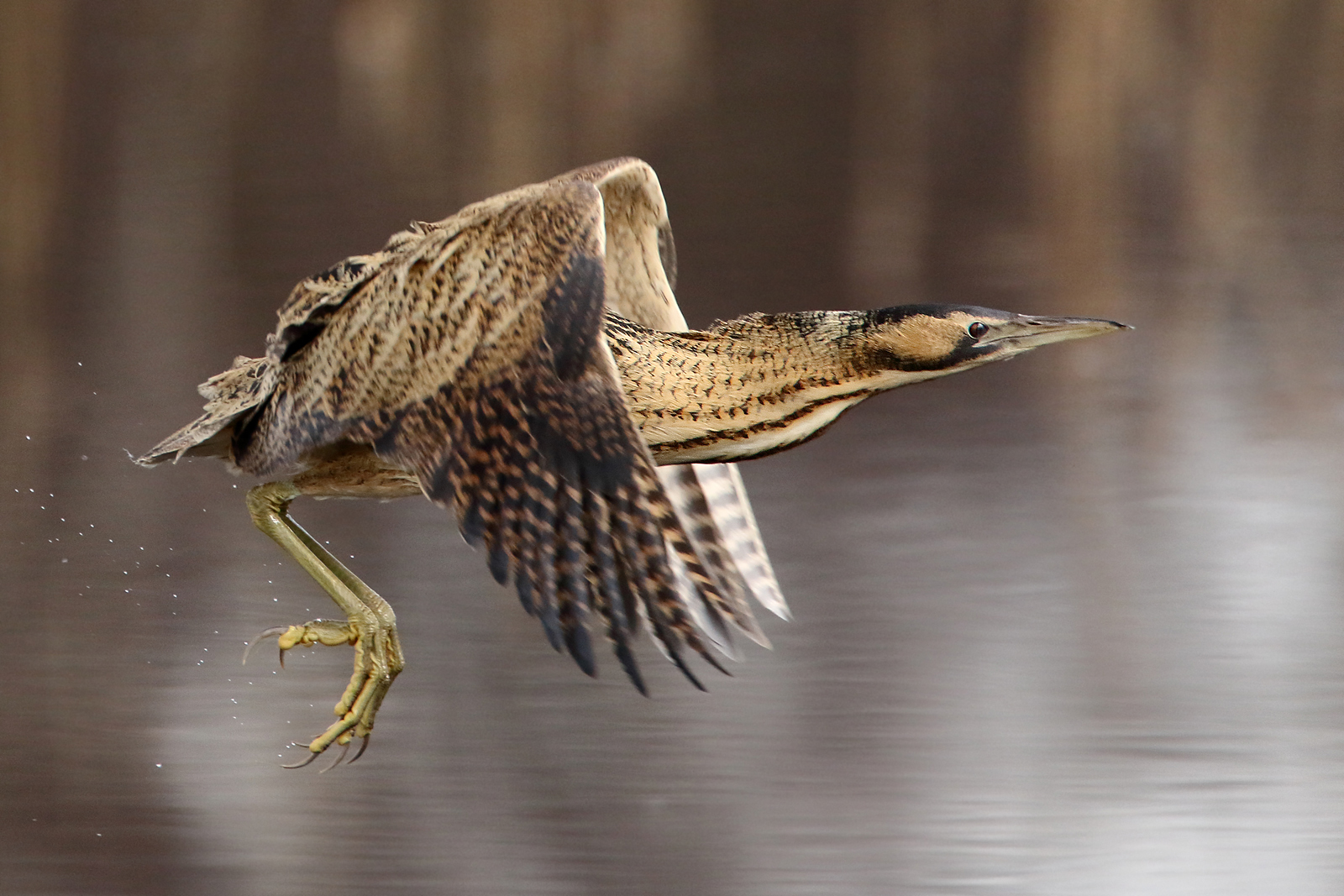 Details : Eurasian Bittern - BirdGuides