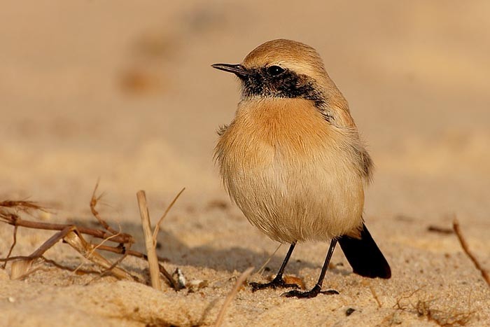 Details : Desert Wheatear - BirdGuides