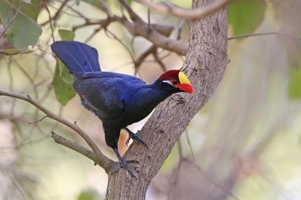 Details : Violet Turaco - BirdGuides