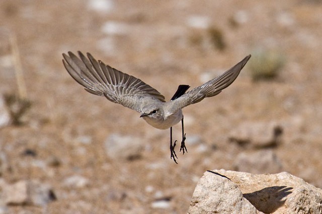 Details : Karoo Chat - BirdGuides