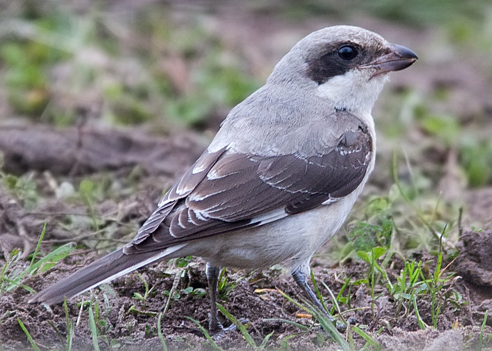 Lesser Grey Shrike by Gary Woodburn - BirdGuides