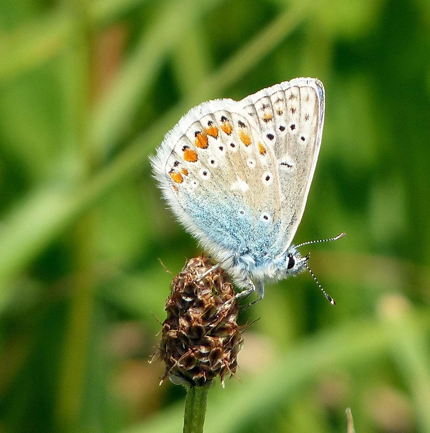 Details : Common Blue - BirdGuides