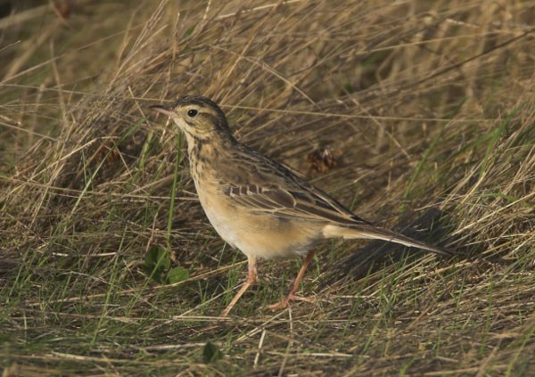 Details : Richard's Pipit - BirdGuides