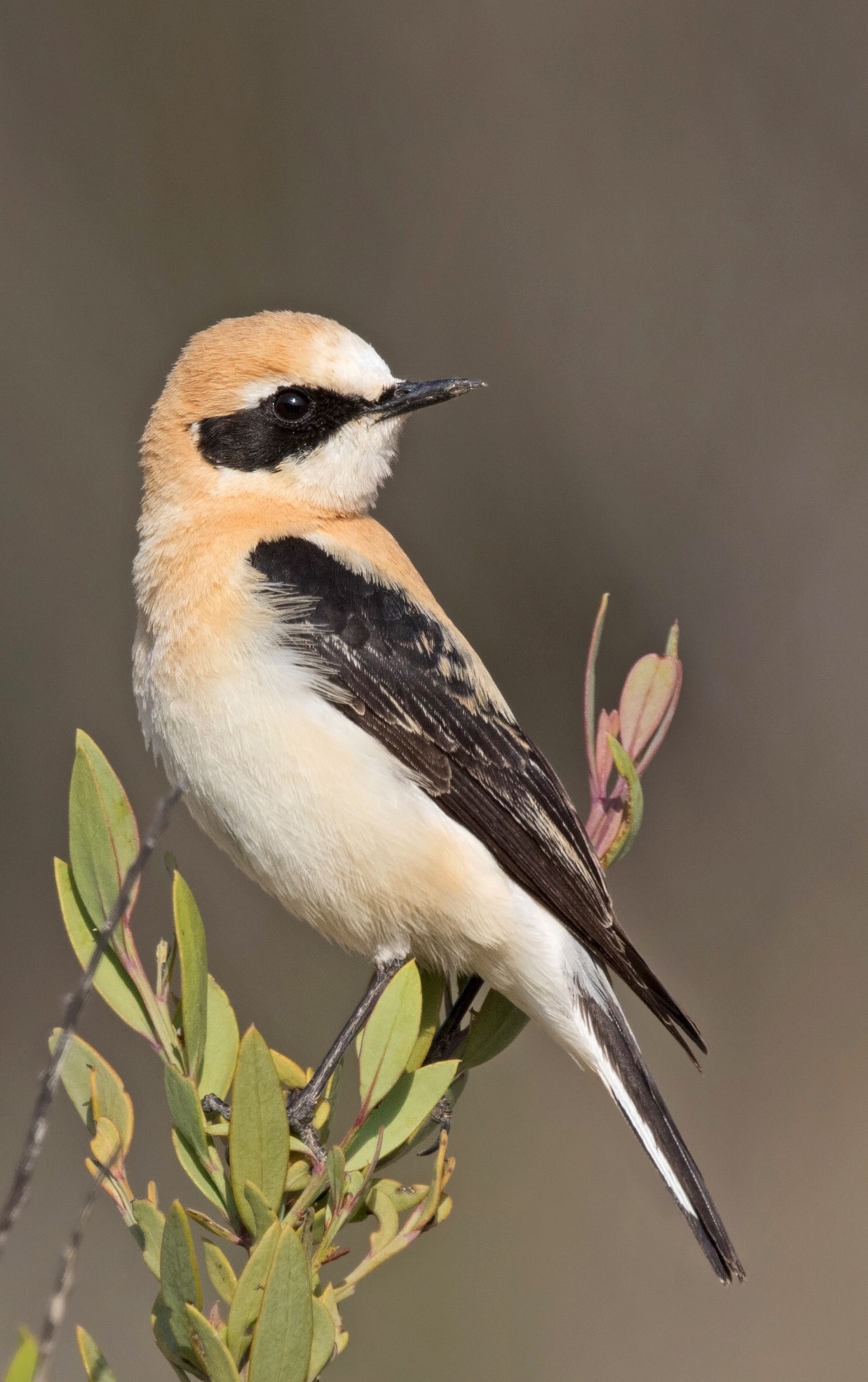 Details : Western/Eastern Black-eared Wheatear - BirdGuides
