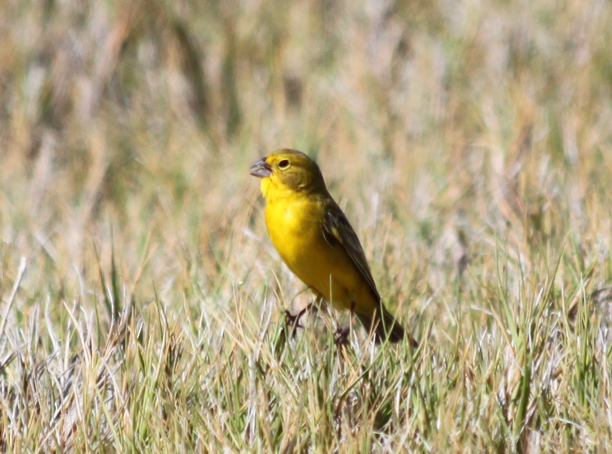 Details : Grassland Yellow Finch - BirdGuides