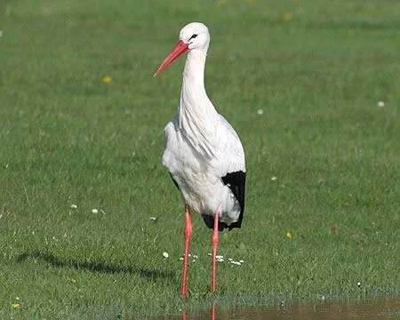 Details : White Stork - BirdGuides