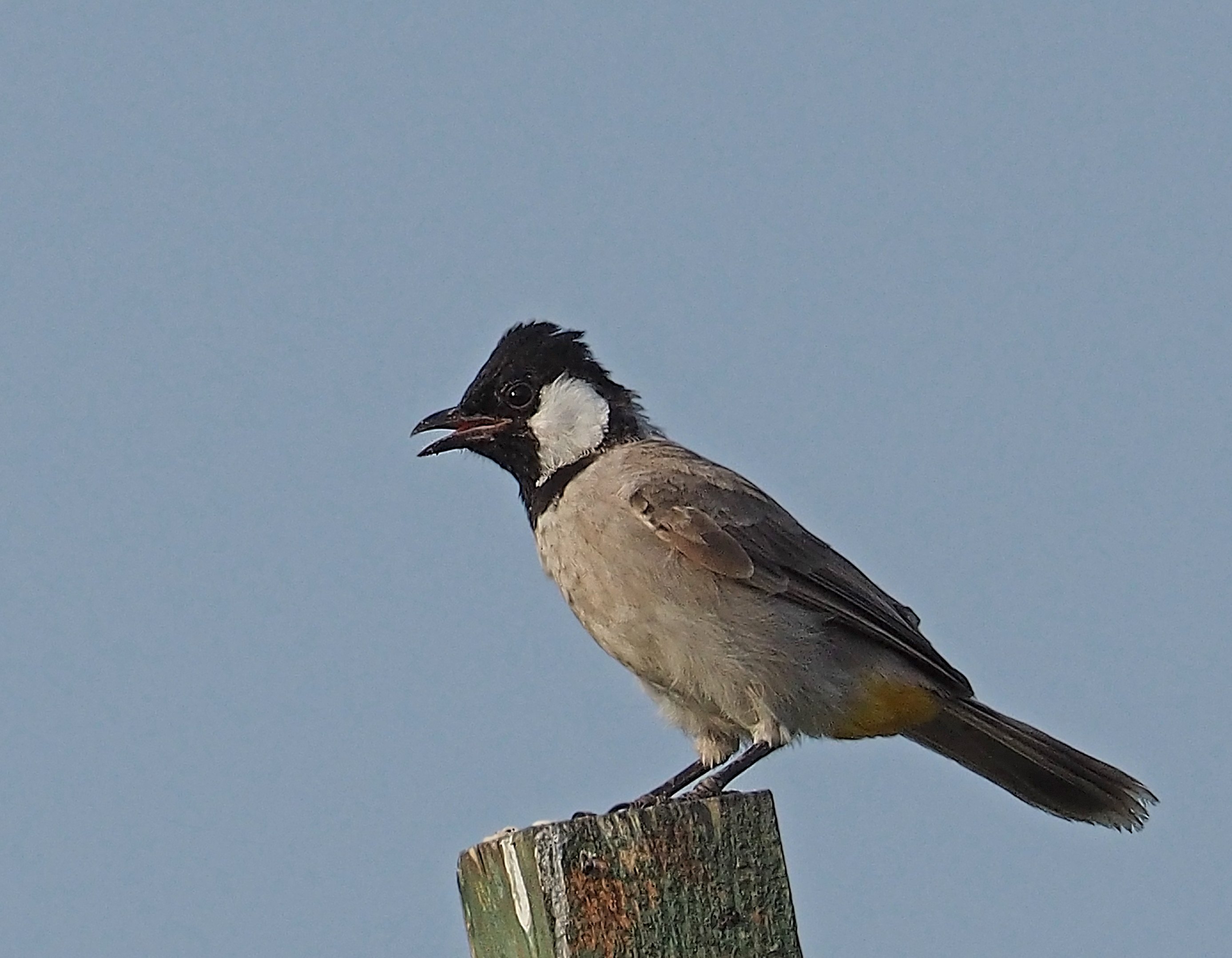 Details : White-eared Bulbul - BirdGuides