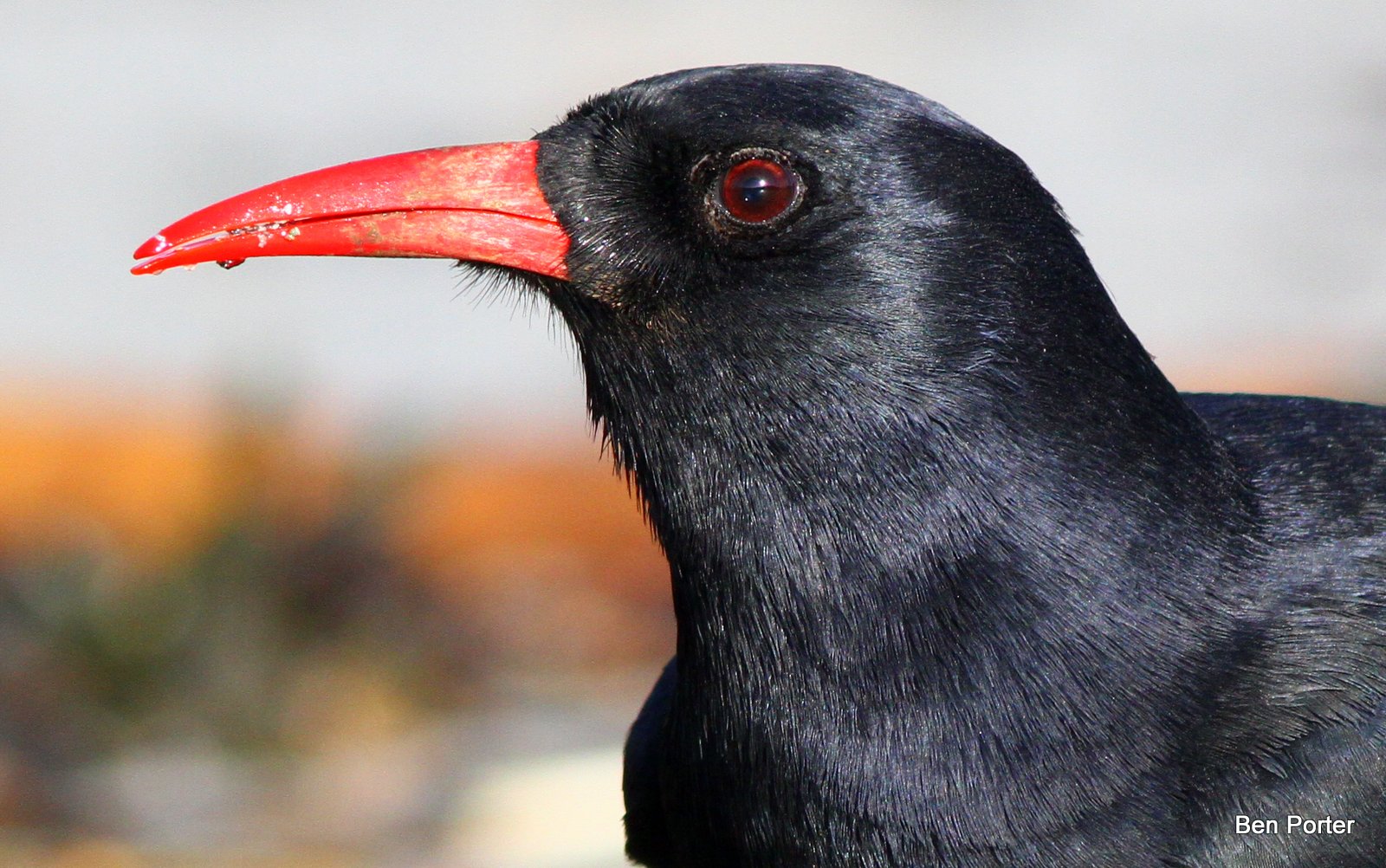 Details : Chough - BirdGuides