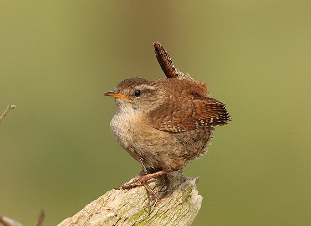 Details : Eurasian Wren - BirdGuides