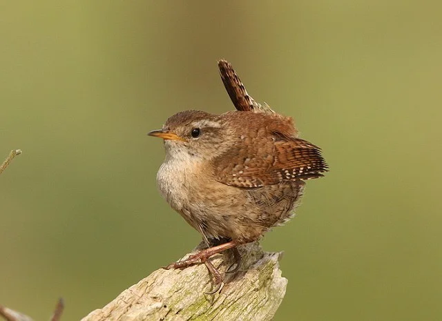 Details : Eurasian Wren - BirdGuides
