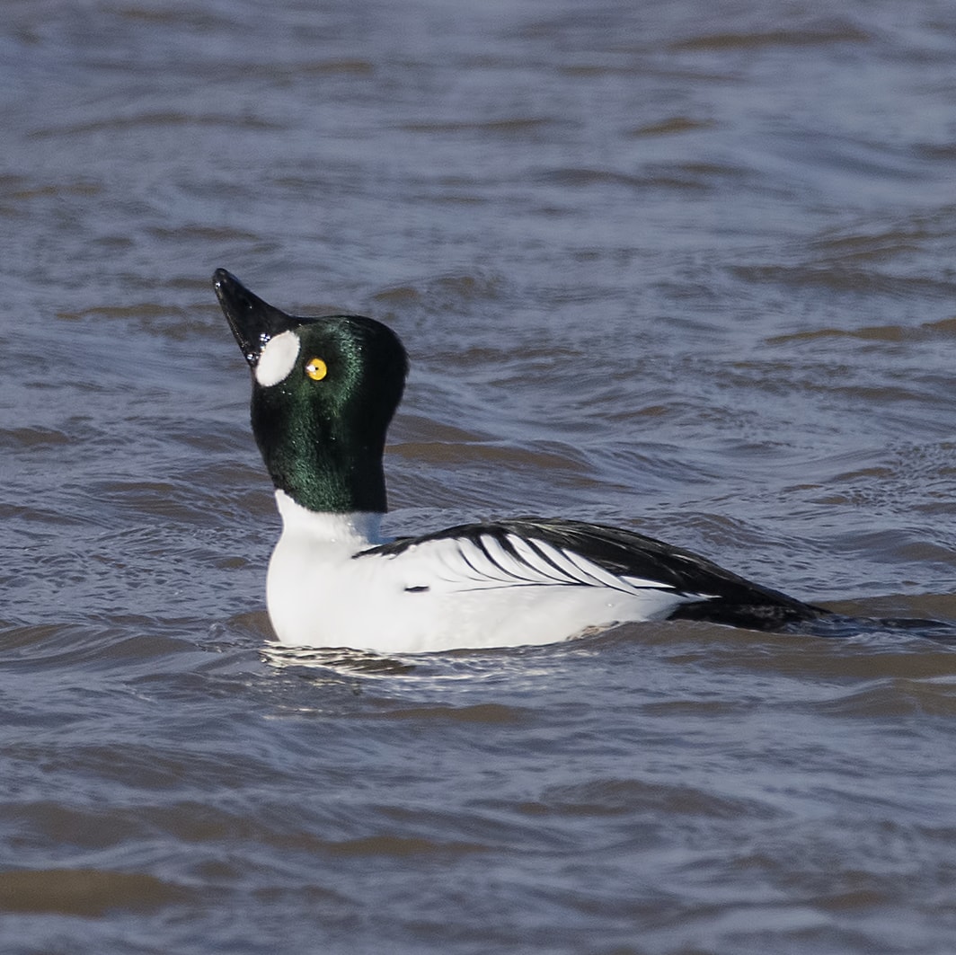 Common Goldeneye by Andy Thompson - BirdGuides