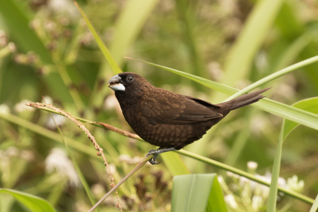 Details : Dusky Munia - BirdGuides