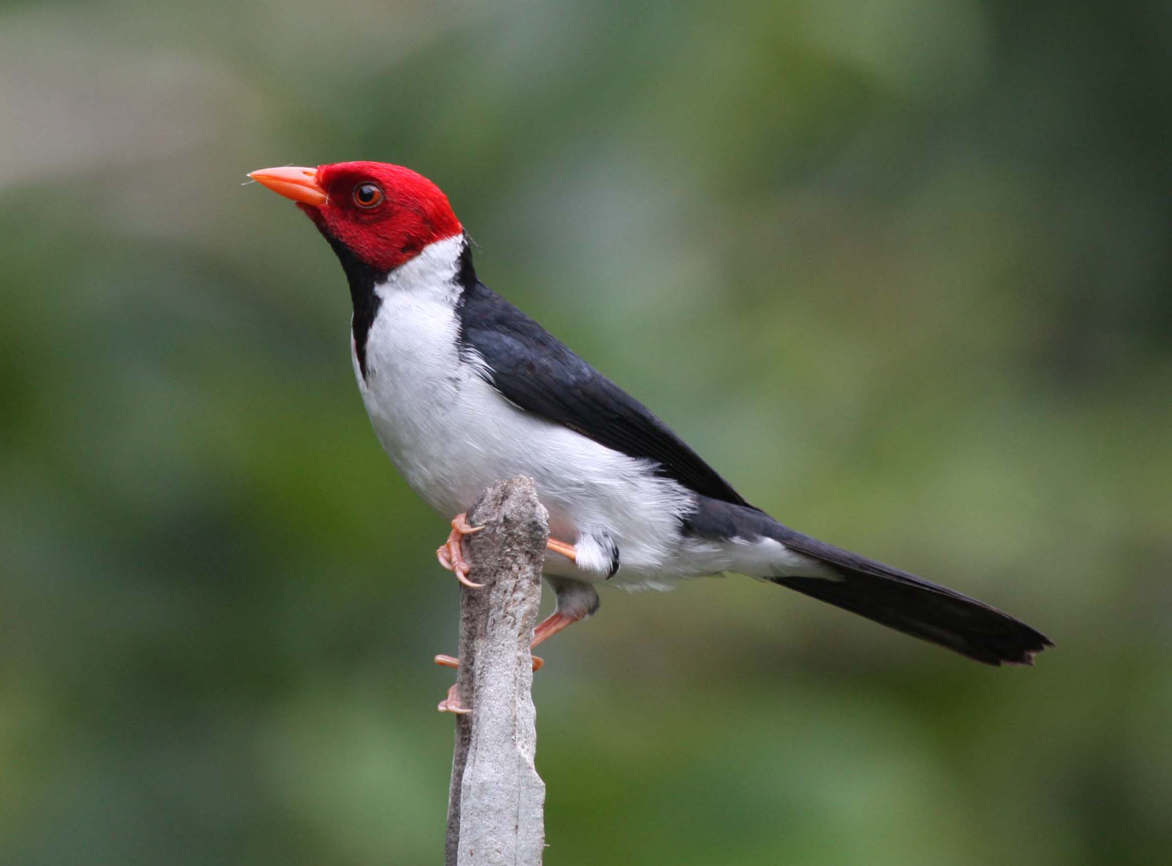 Details : Yellow-billed Cardinal - BirdGuides