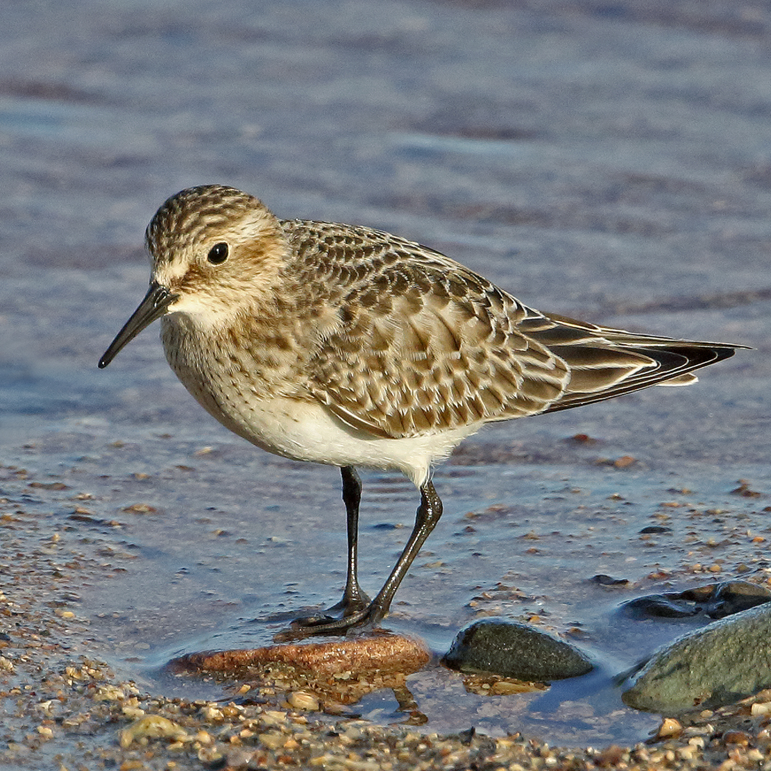 Details : Baird's Sandpiper - BirdGuides