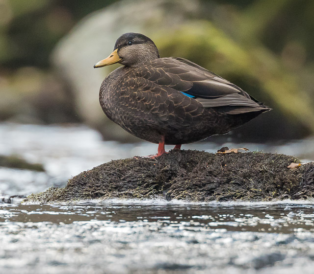 Details : American Black Duck - BirdGuides