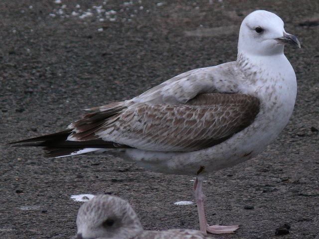 Details : Caspian Gull - BirdGuides