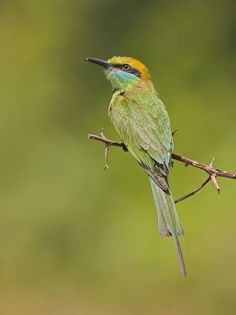 Details : Asian Green Bee-eater - BirdGuides