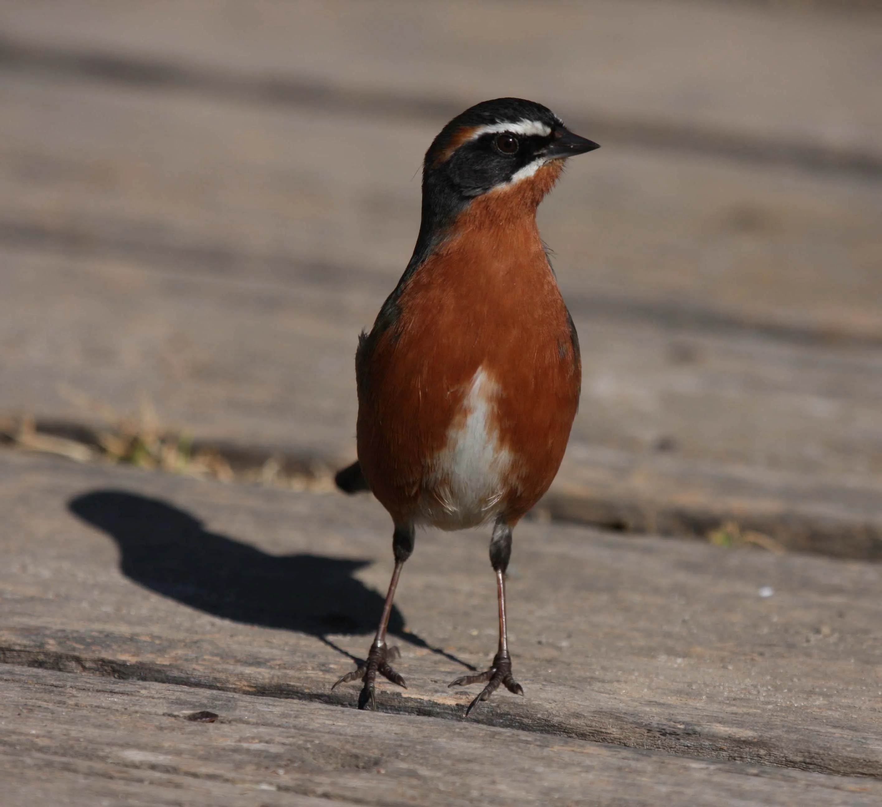 Details : Black-and-rufous Warbling Finch - BirdGuides