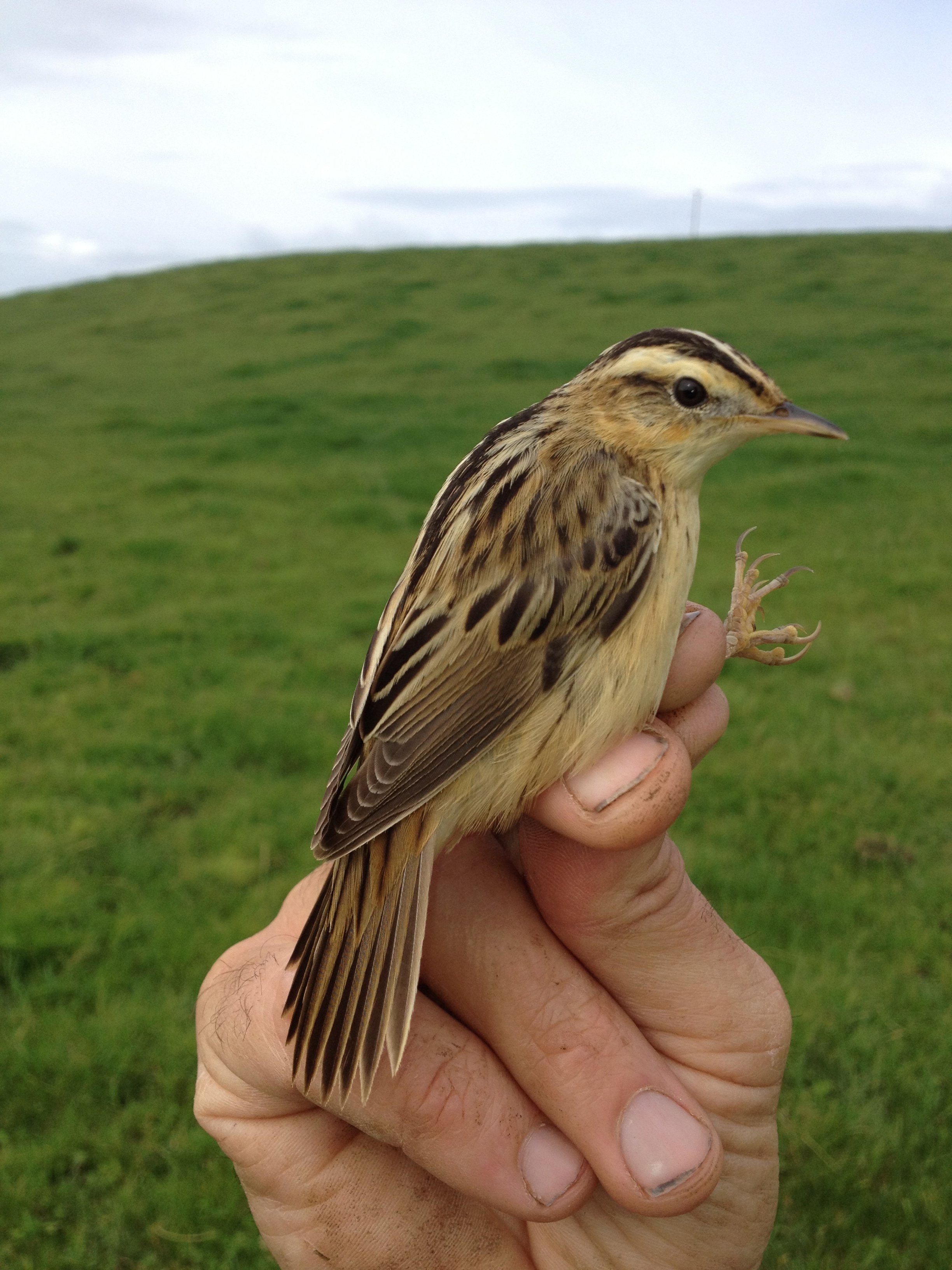 Details : Aquatic Warbler - BirdGuides