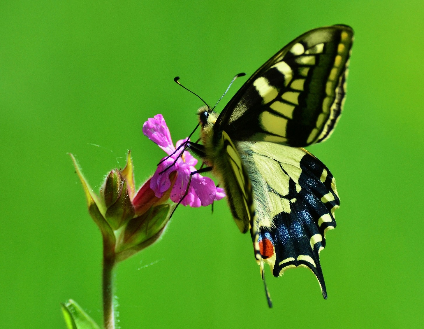 Swallowtail by Elizabeth Dack - BirdGuides