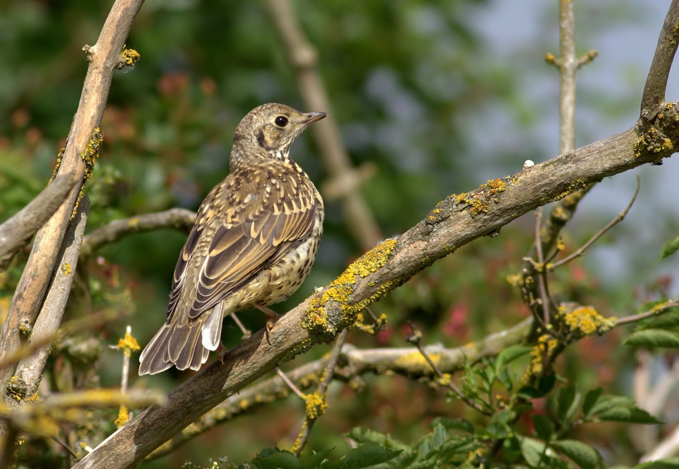 Mistle Thrush by Neil Rolph - BirdGuides
