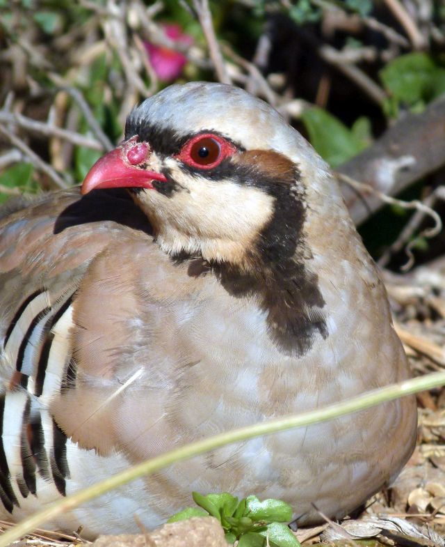 Details : Chukar Partridge - BirdGuides