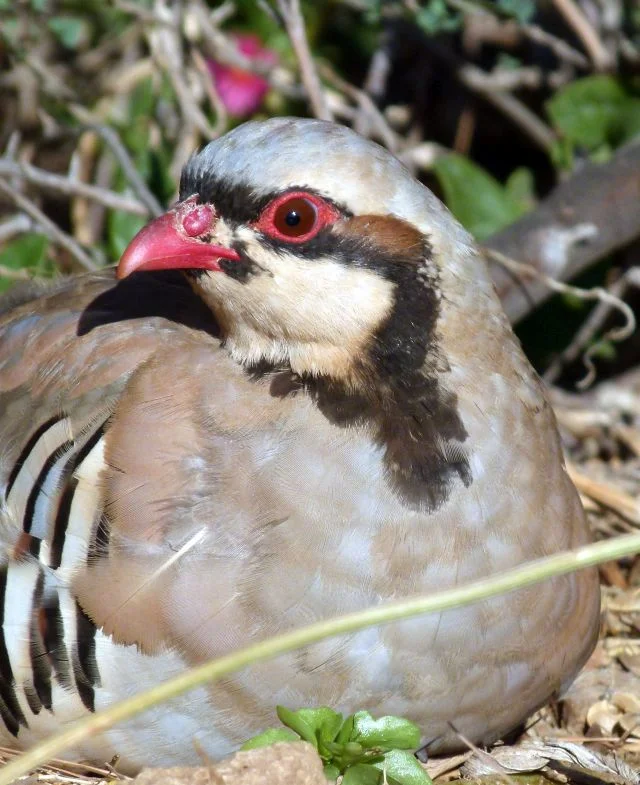 Details : Chukar Partridge - BirdGuides