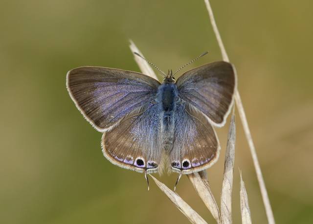 Details : Long-tailed Blue - BirdGuides