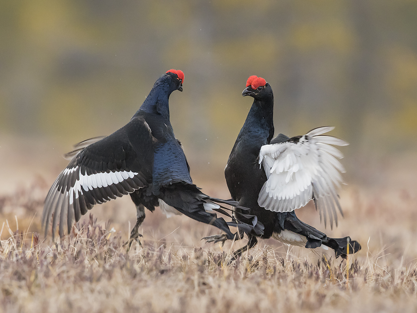RSPB to create nature 'paradise' in Cumbria - BirdGuides