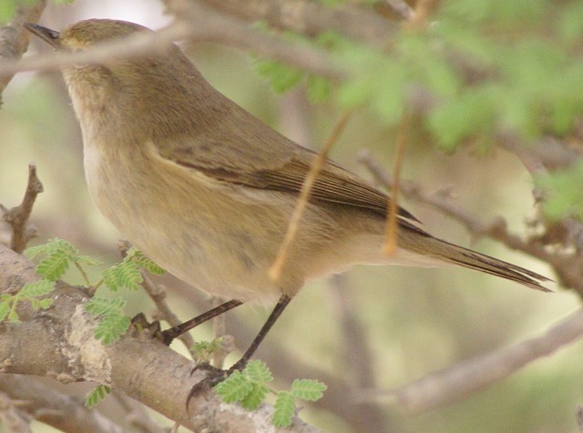 Details : Plain Leaf Warbler - BirdGuides