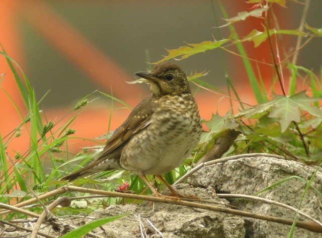 Details : Siberian Thrush - BirdGuides