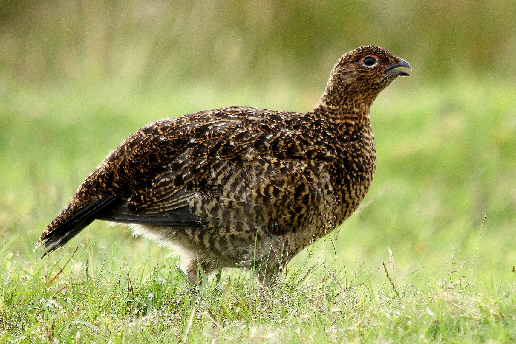 Details : Red Grouse - BirdGuides