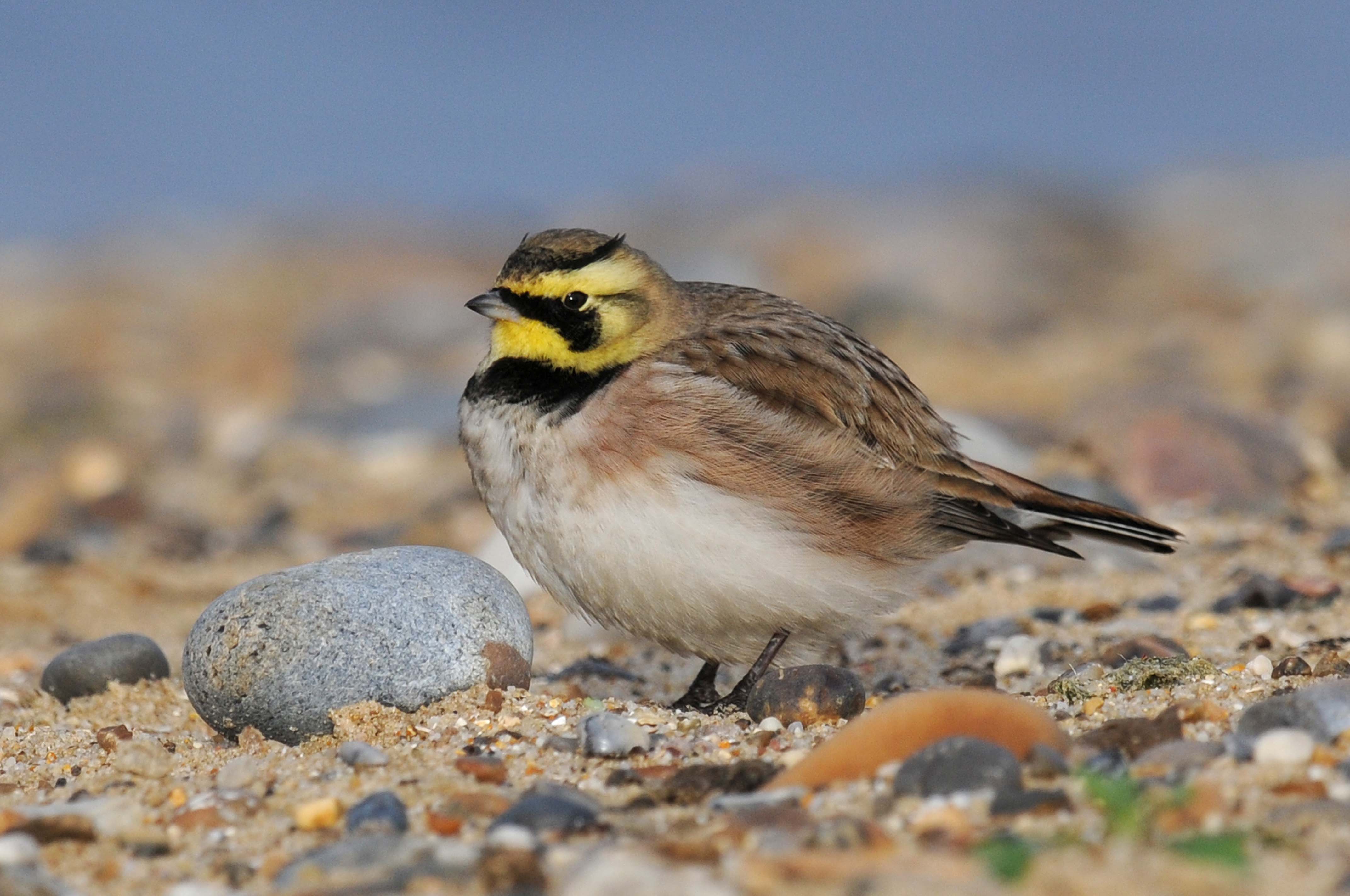 Details : Shore Lark - BirdGuides
