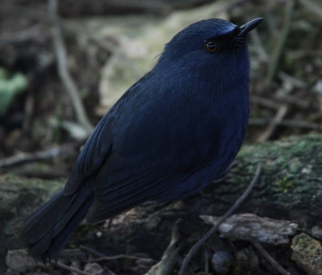 Nilgiri Blue Robin by Michael Cox - BirdGuides