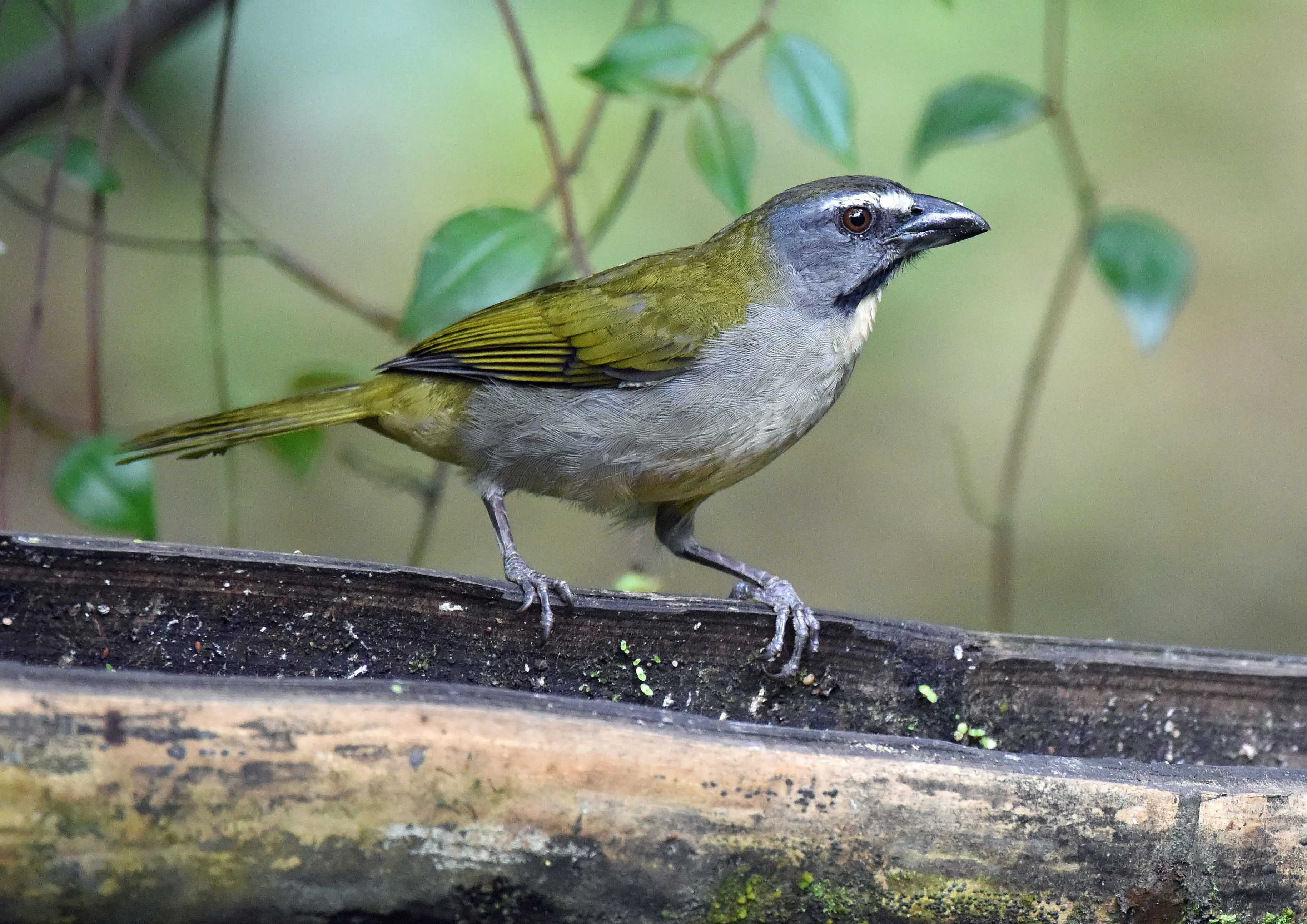 Details : Buff-throated Saltator - BirdGuides