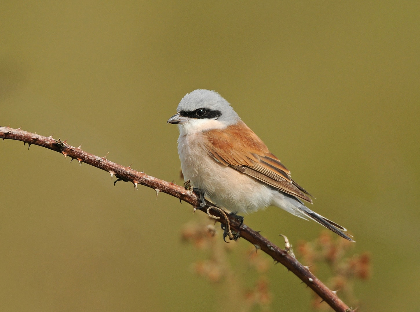 Red-backed Shrike by Jon Evans - BirdGuides