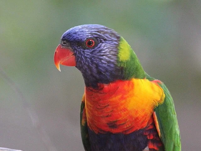 Details : Coconut Lorikeet - BirdGuides