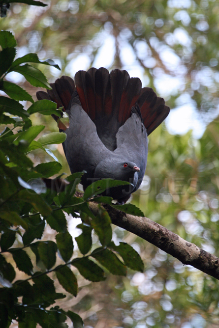 Details : Goliath Imperial Pigeon - BirdGuides
